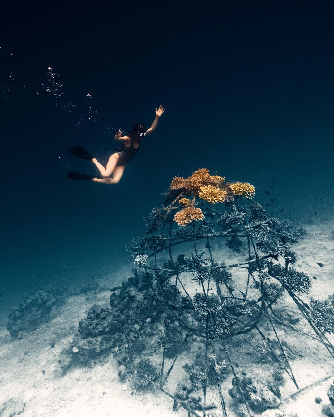 Metamorfosa | Coral Reef Restoration & Underwater Art - Sumberkima Hill ...